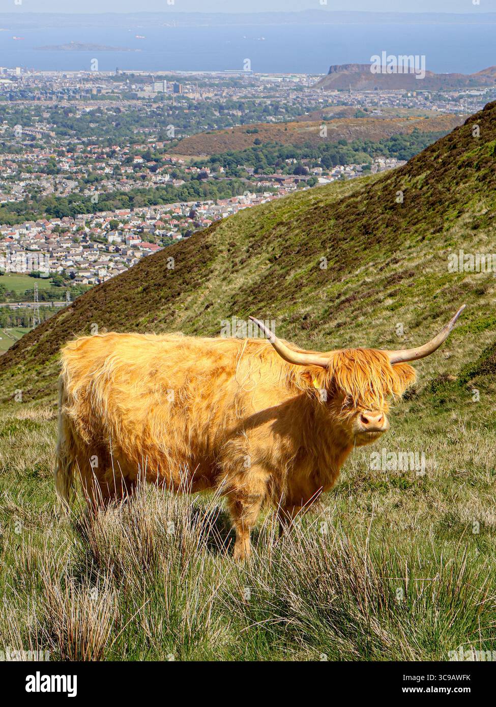 Highland cow in the meadows. Fluffy icon of Scotland Stock Photo - Alamy