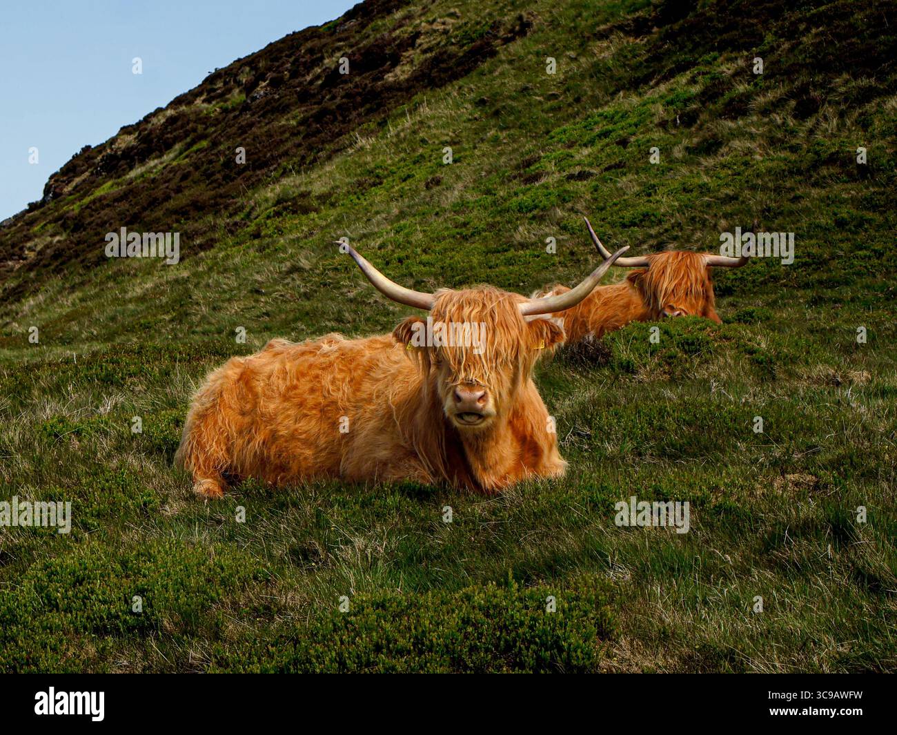 Highland cow in meadows. Scottish iconic fluffy animal Stock Photo - Alamy