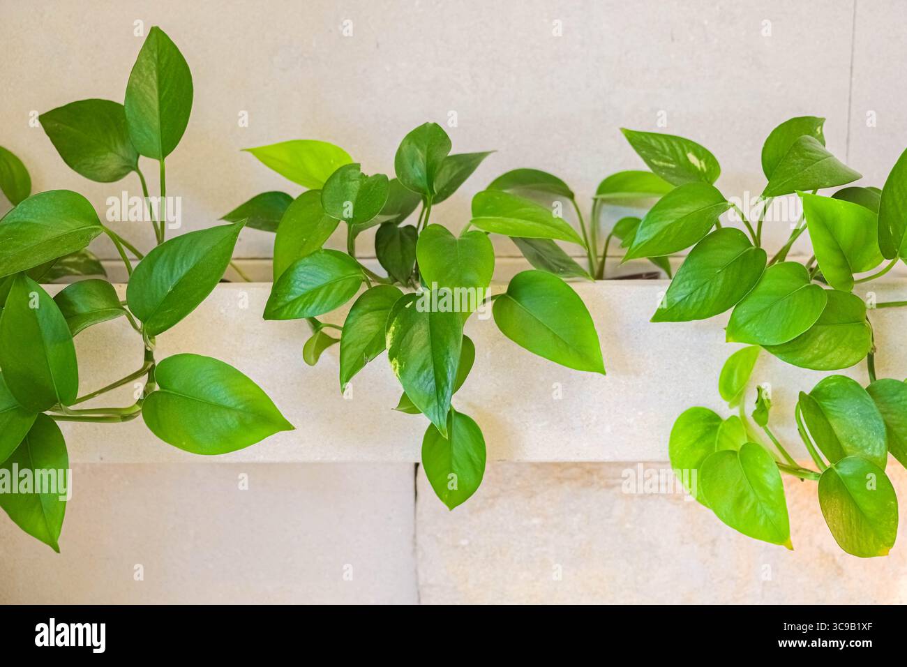 Scindapsus in the interior hi-res stock photography and images - Alamy