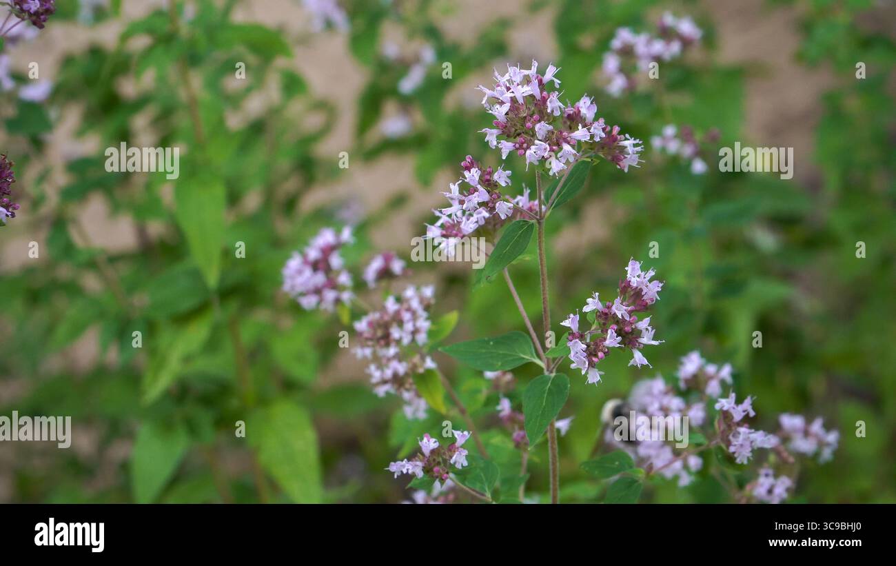 A close-up of the Wild Marjoram plant, also known as oregano. This ...