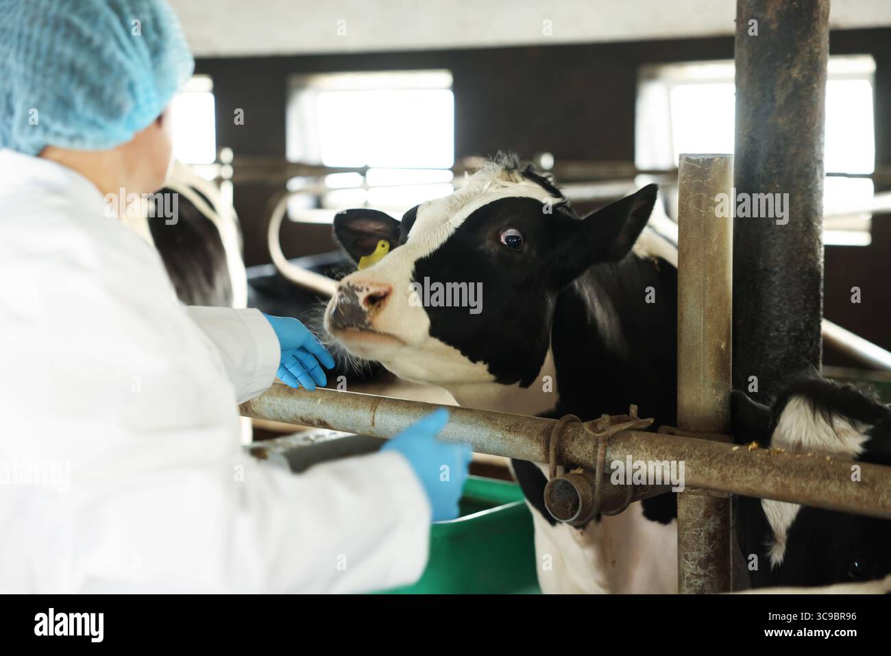 Veterinarian with cute cows inside cowshed in dairy farm, back view ...