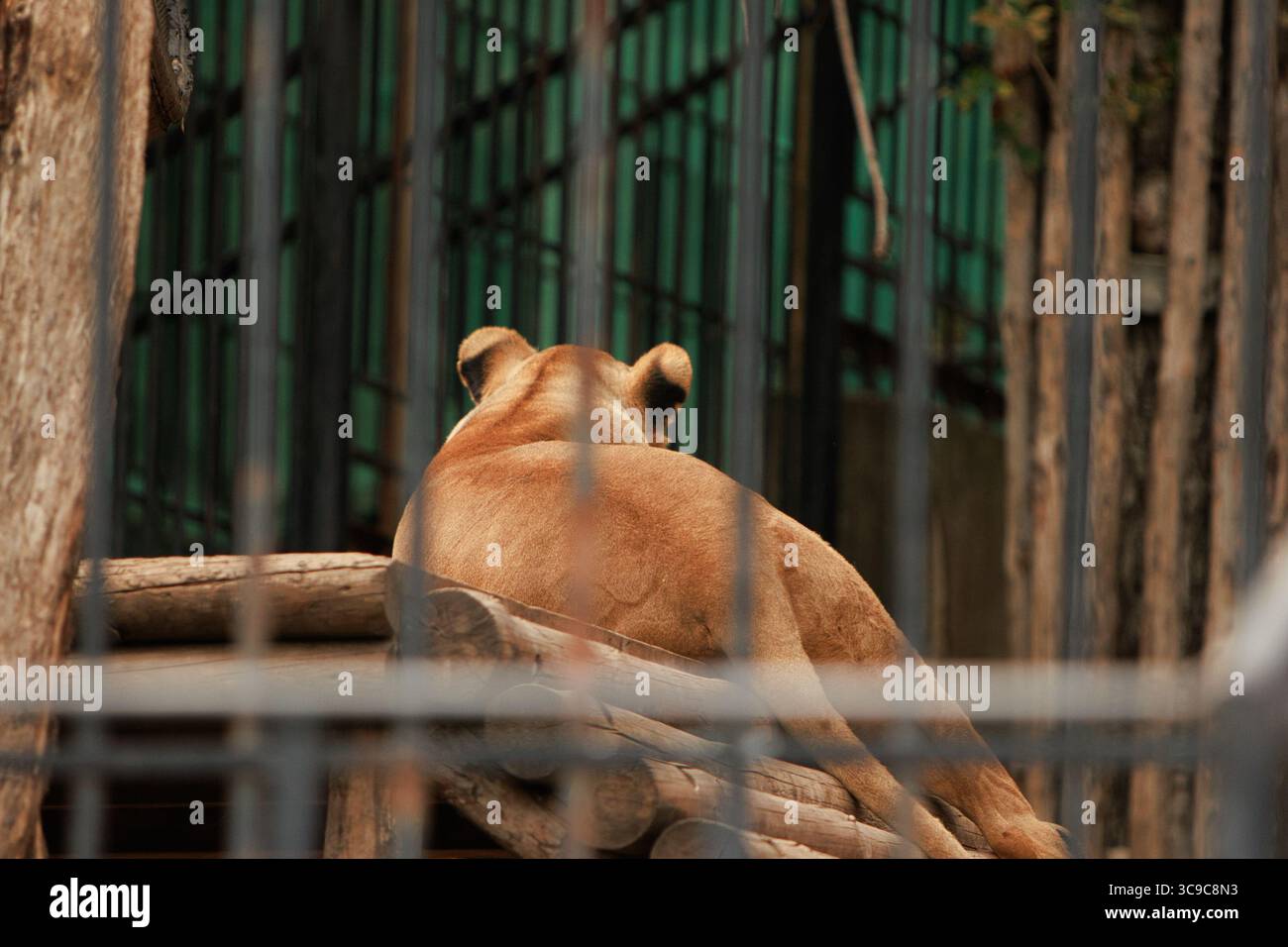 a large wild cat rests on a hot summer day in a zoo enclosure Stock ...