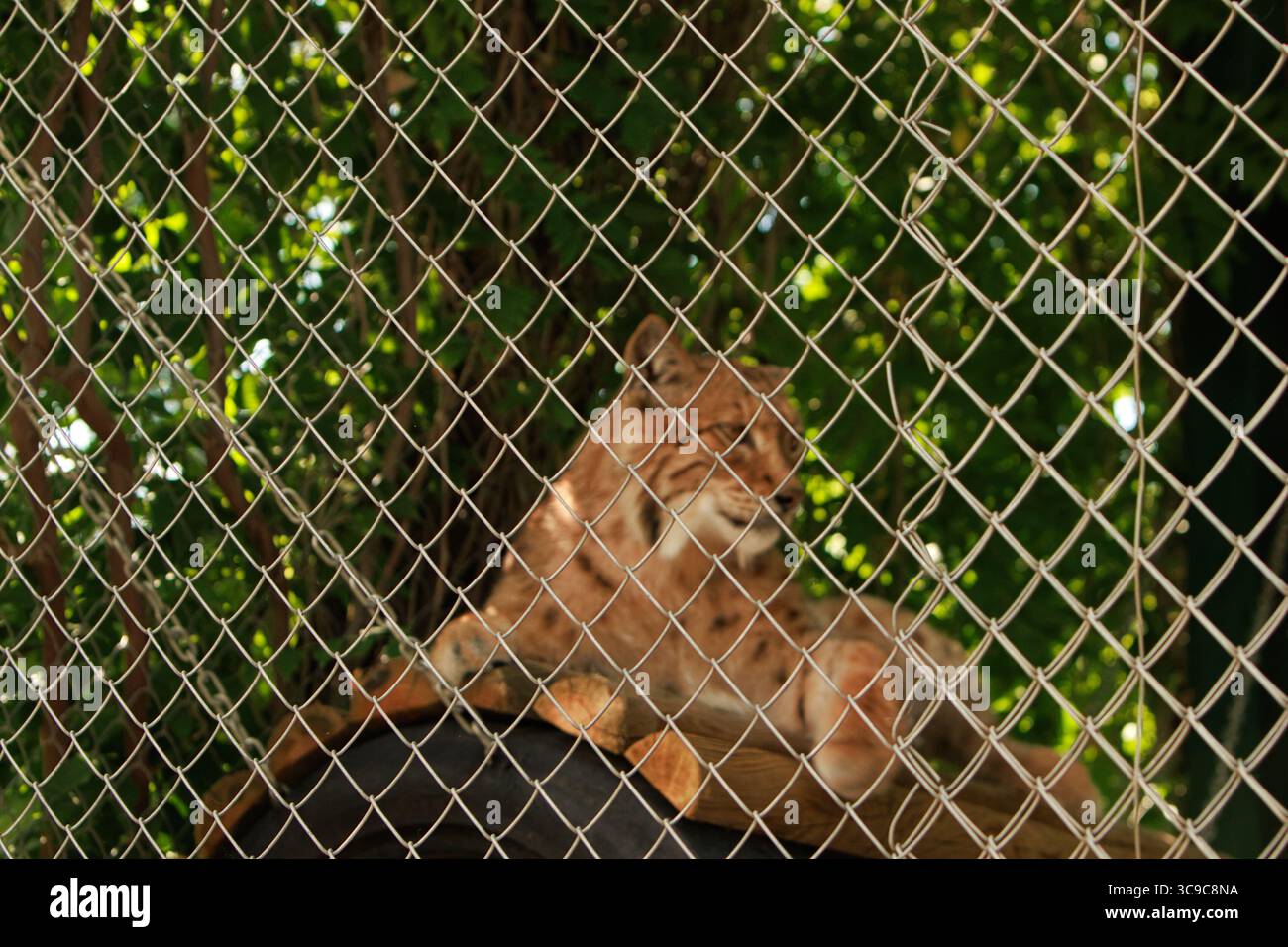 European wild cat on branch hi-res stock photography and images - Alamy