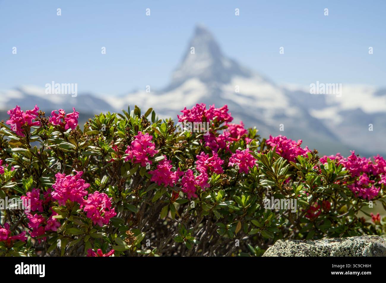 Matterhorn mountain in the summer with Vibrant Alpine Flowers in ...