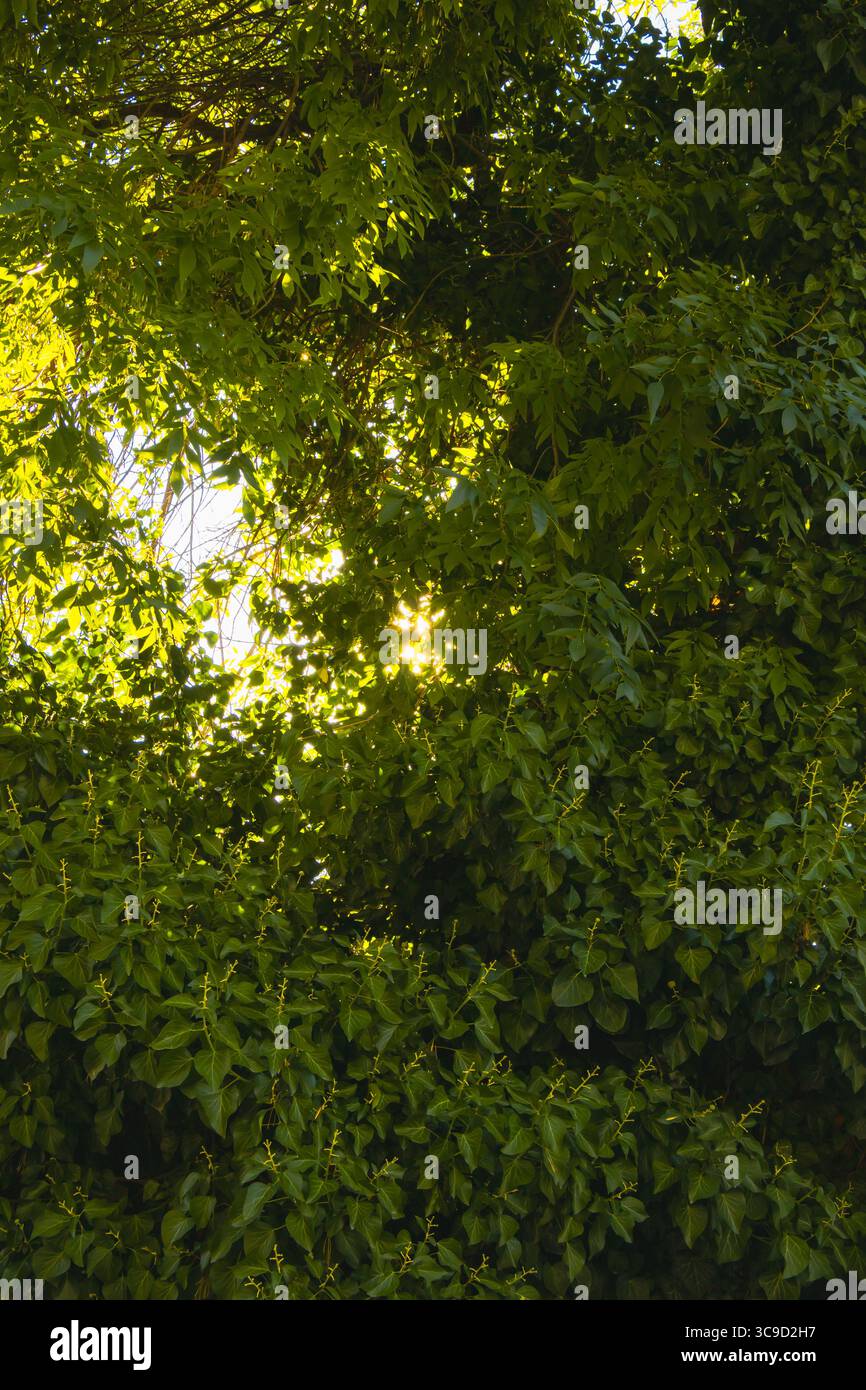 Sunlight peeks through dense green foliage. The branches and leaves ...