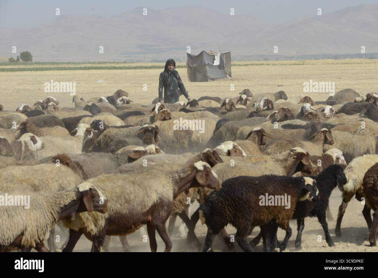 Sheep in desert iraq hi-res stock photography and images - Alamy