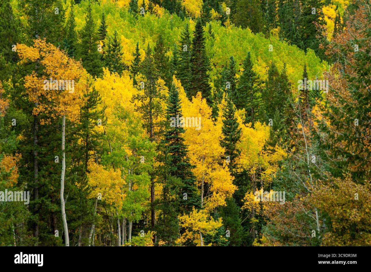 CHALK CREEK CANYON, COLORADO, USA: Aspen trees display their fall ...