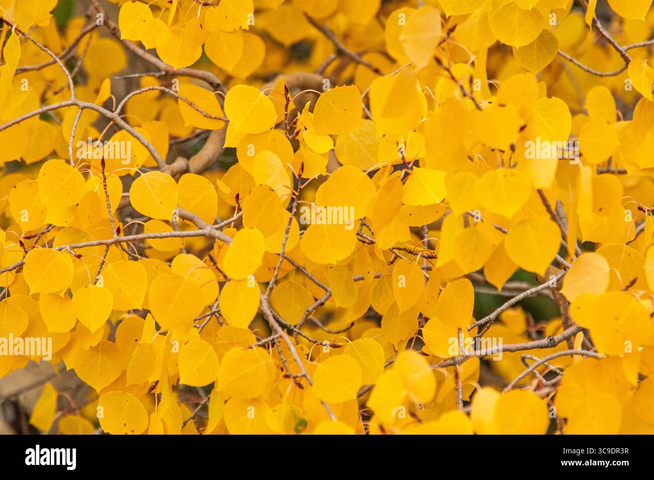 CHALK CREEK CANYON, COLORADO, USA: Aspen trees display their fall ...