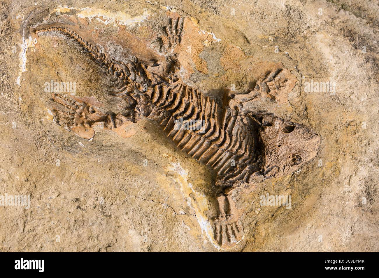 Skeleton fossil record of ancient reptile in stone in Prague zoo Stock ...