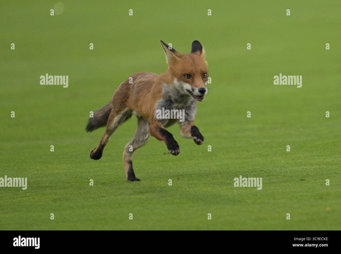 London, England. 5 August, 2025. A fox runs loose on the outfield at ...