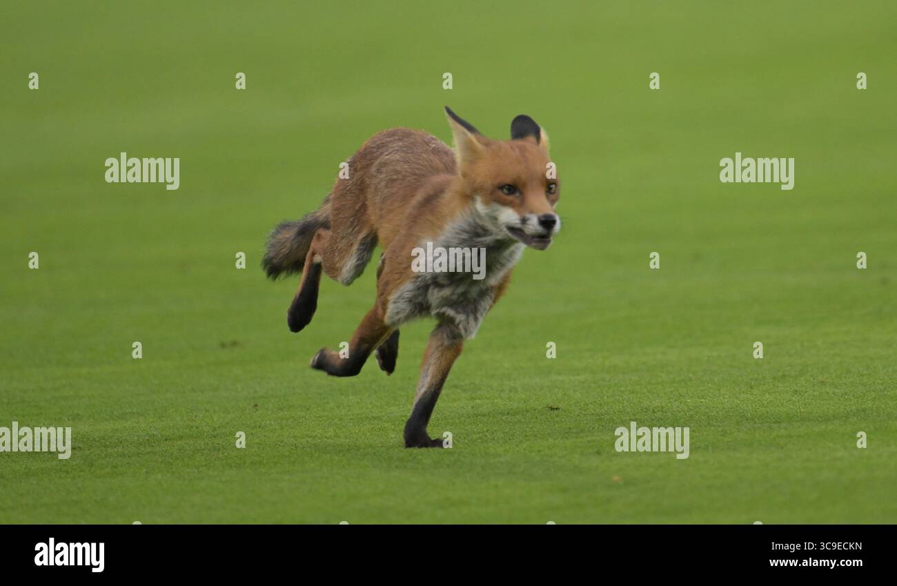 London, England. 5 August, 2025. A fox runs loose on the outfield at ...