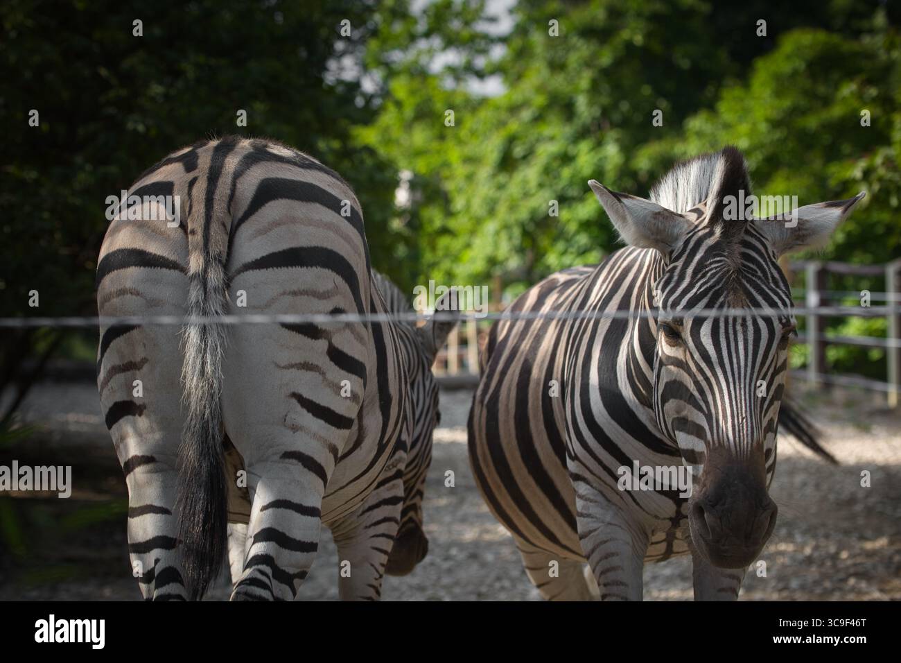striped zebras in a zoo enclosure stand with one face and the other ...