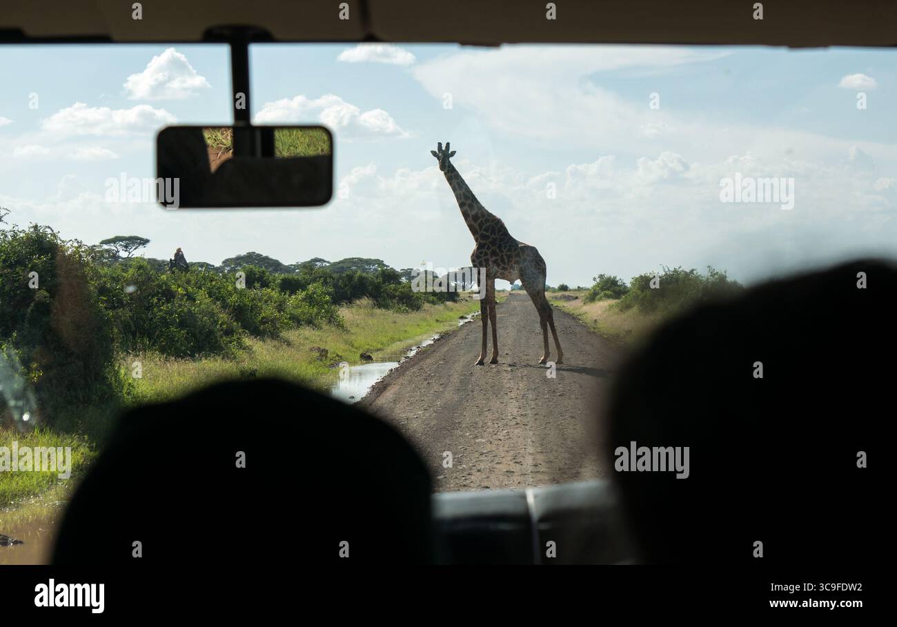 Tourists watching a giraffe standing on a dirt road during a safari ...