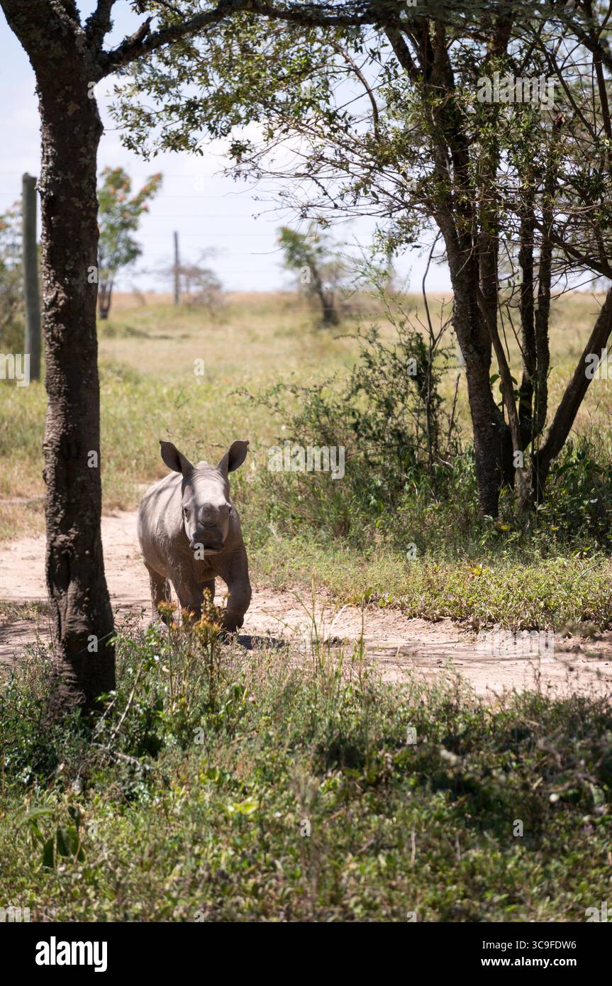 Baby white rhinoceros walking on dirt road between trees and bushes in ...