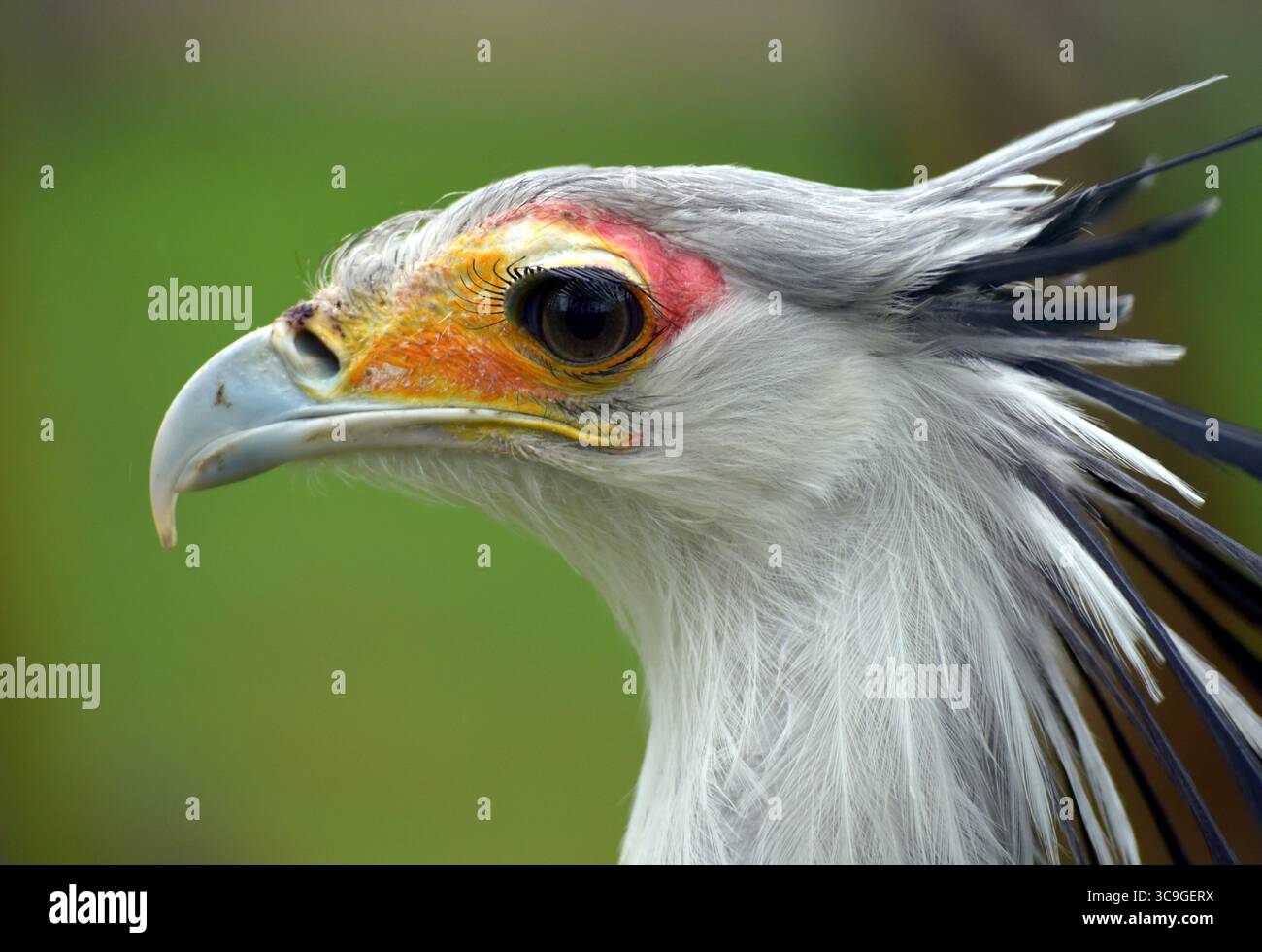 Secretarybird profile portrait secretary bird Stock Photo - Alamy