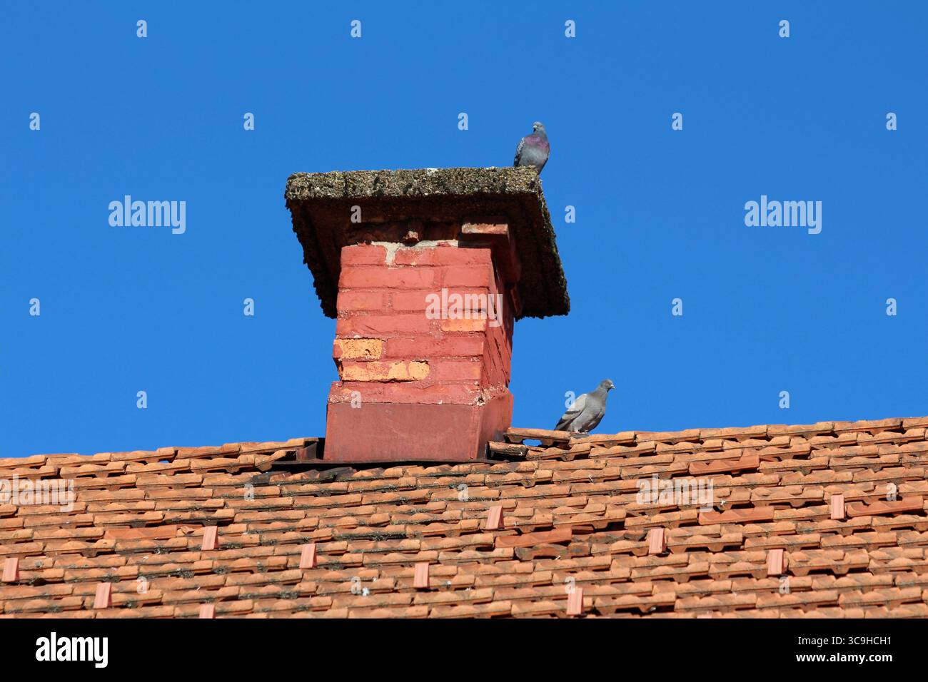 Two pigeons perch on a red brick chimney atop a terracotta tile roof ...