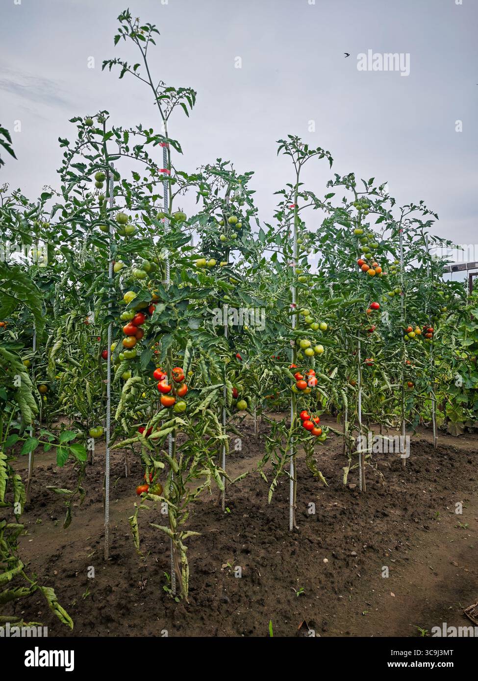 Tomato plants with ripe and unripe fruits growing in rows in a garden ...