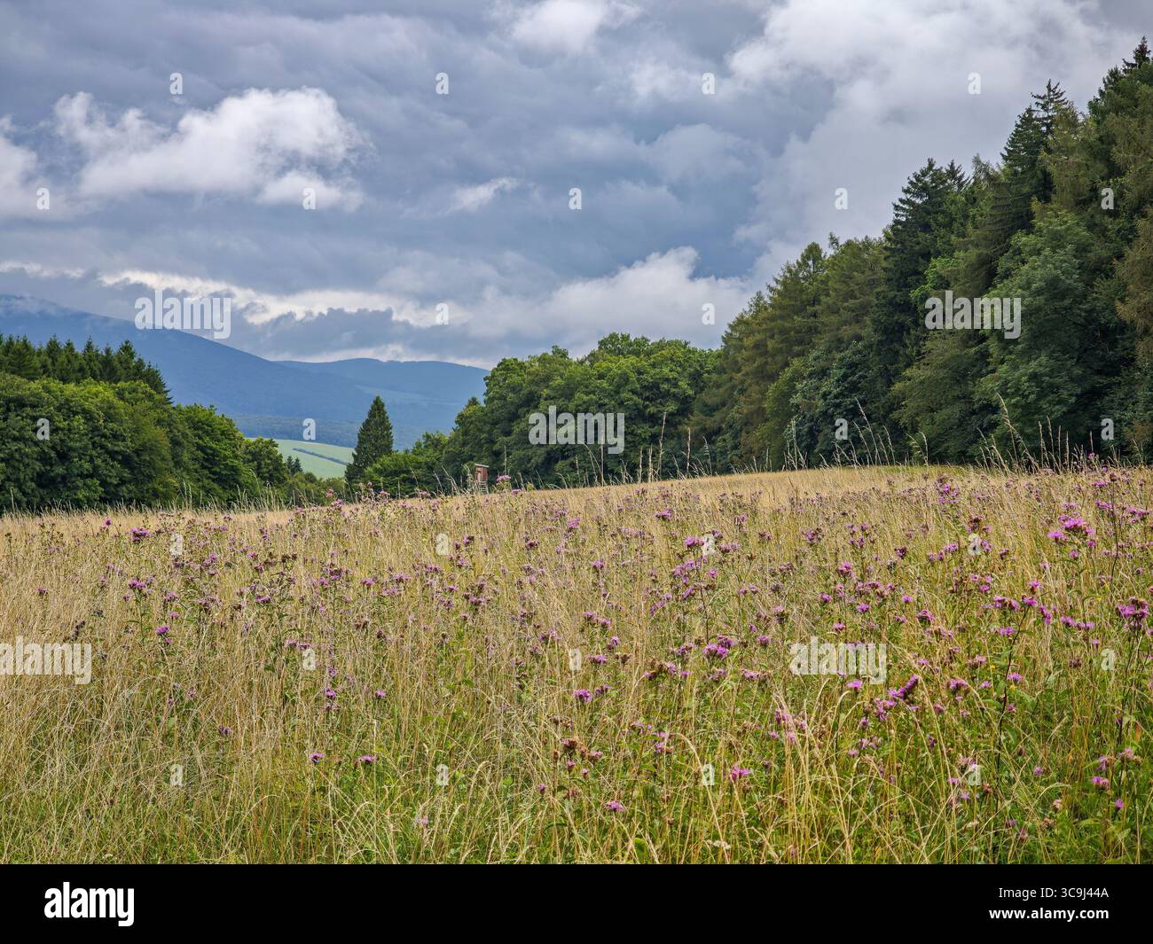 Wildflower meadow with tall grass and forest, under a cloudy sky in a ...