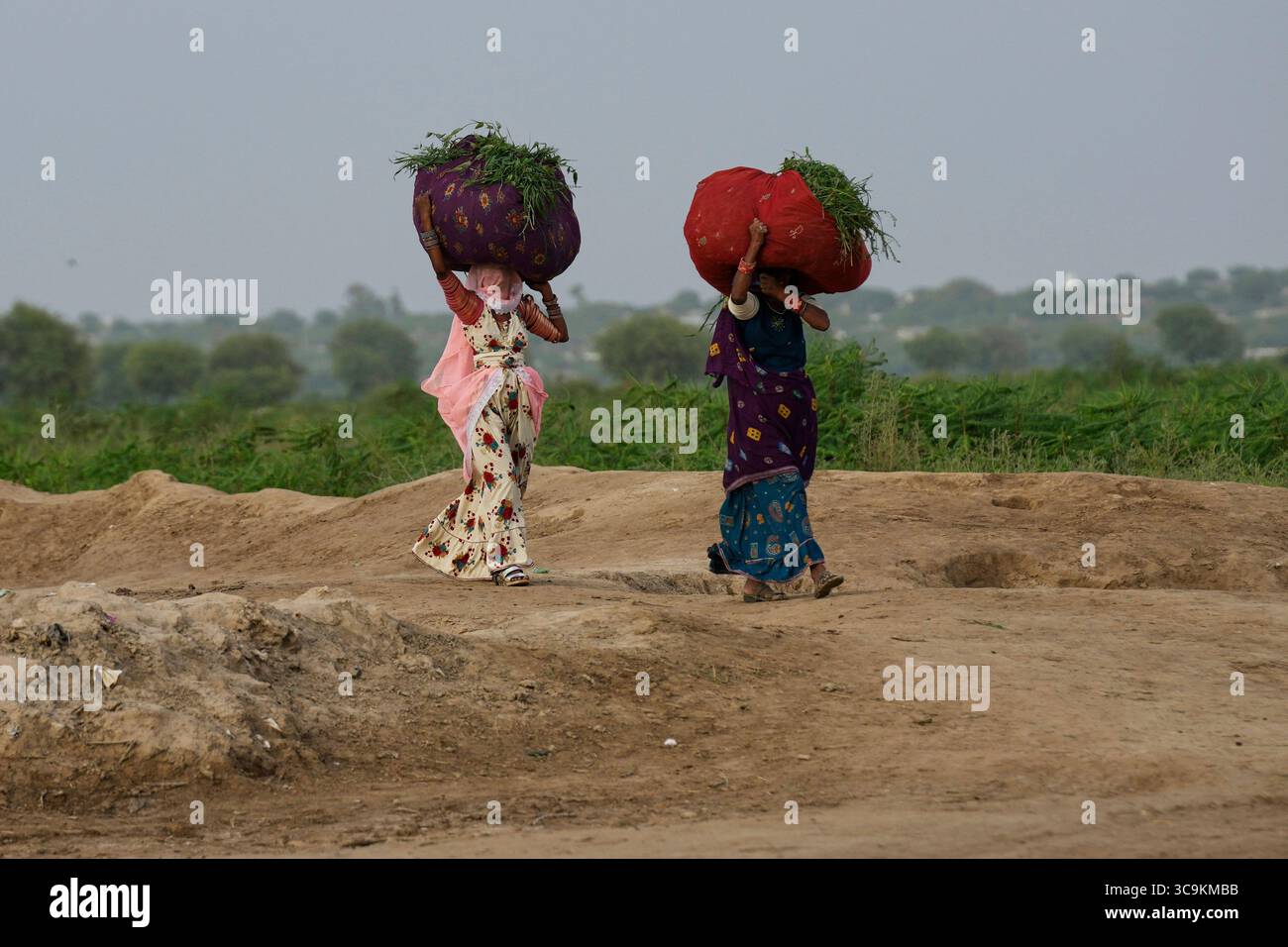 Villager women carry bundles of fodder for their livestock as they walk ...