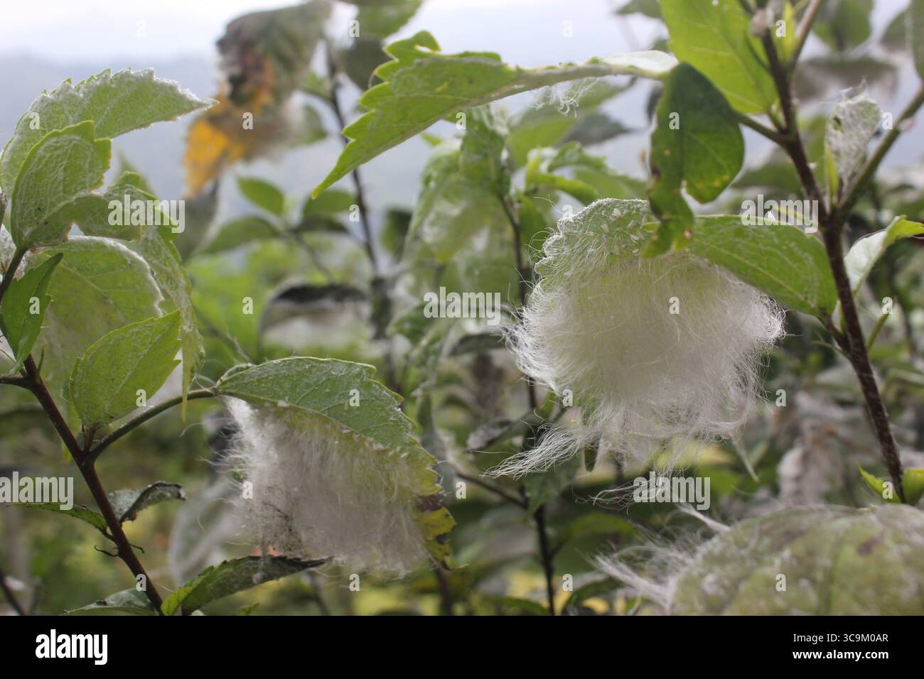 Mealybugs insect white fuzzy insects hi-res stock photography and ...