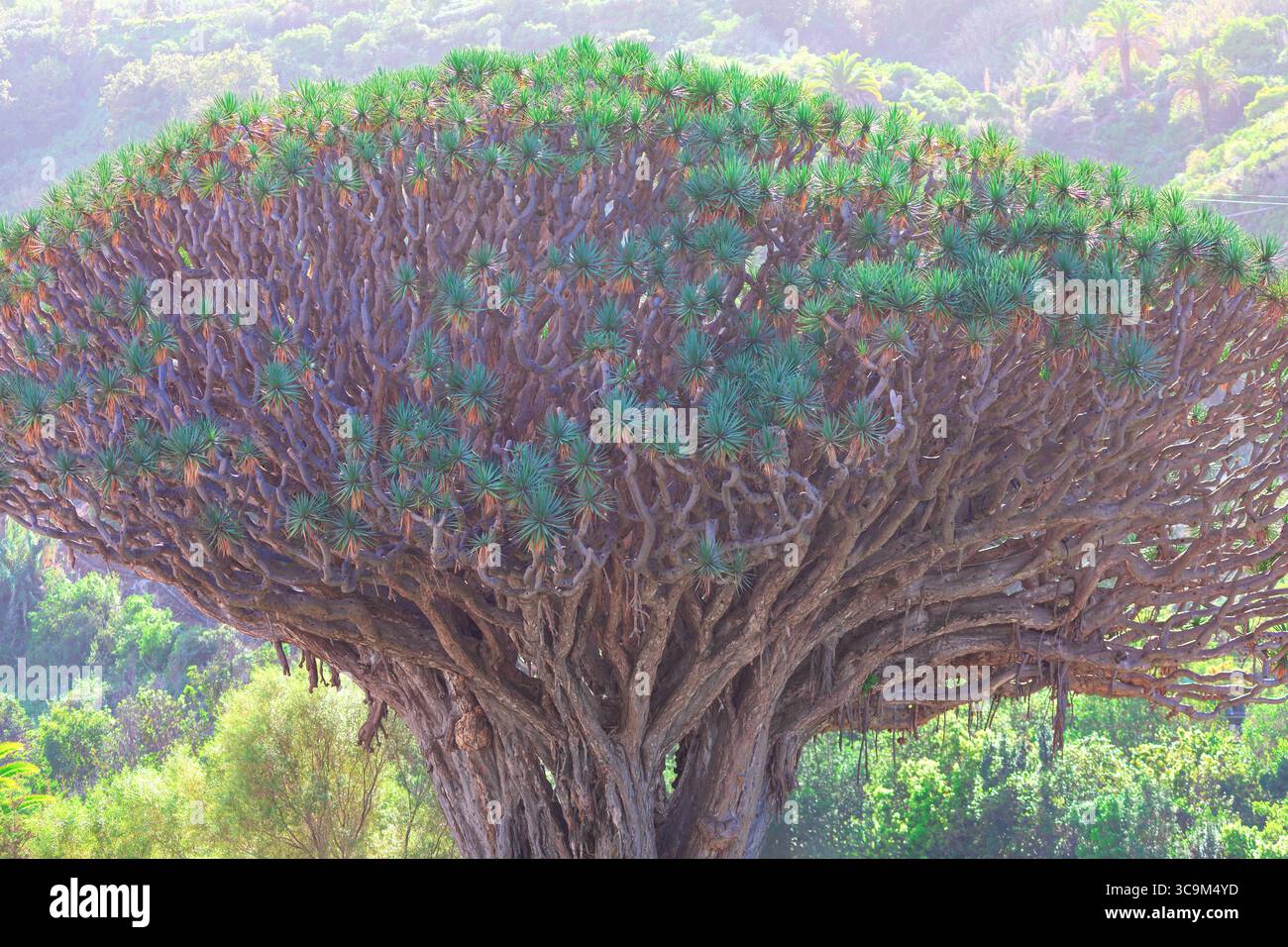 Dragon tree with expansive crown. Massive tree with a thick trunk and ...