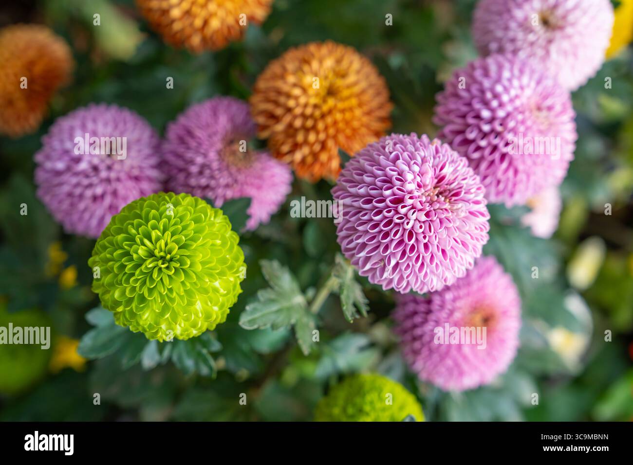 Colourful pompon Dahlias field in morning at park. Beautiful pompon ...