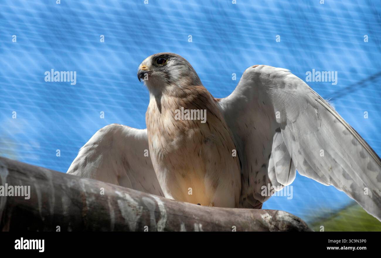 Dark brown grey upper parts hi-res stock photography and images - Alamy