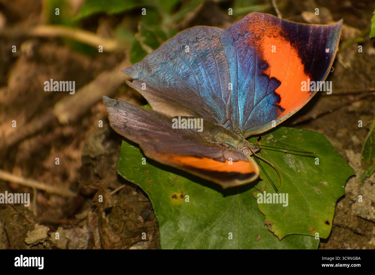 This vibrant image features the orange oakleaf butterfly (Kallima ...