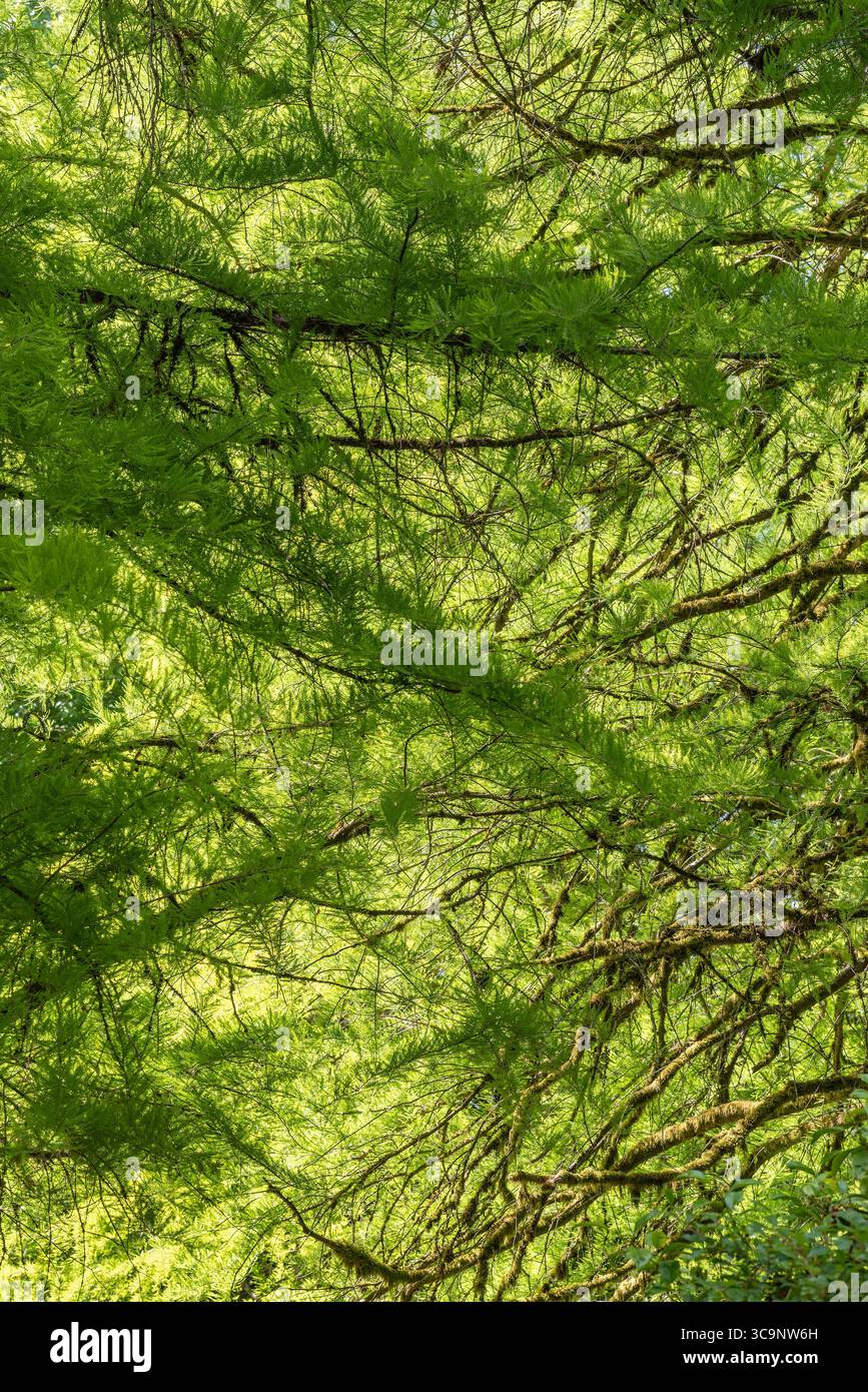 Pine tree branches, Vancouver, Brirish Columbia, Canada Stock Photo - Alamy