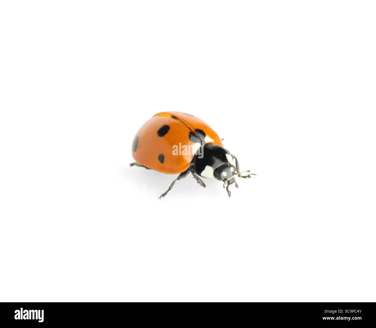 Cute small ladybug on white background Stock Photo - Alamy