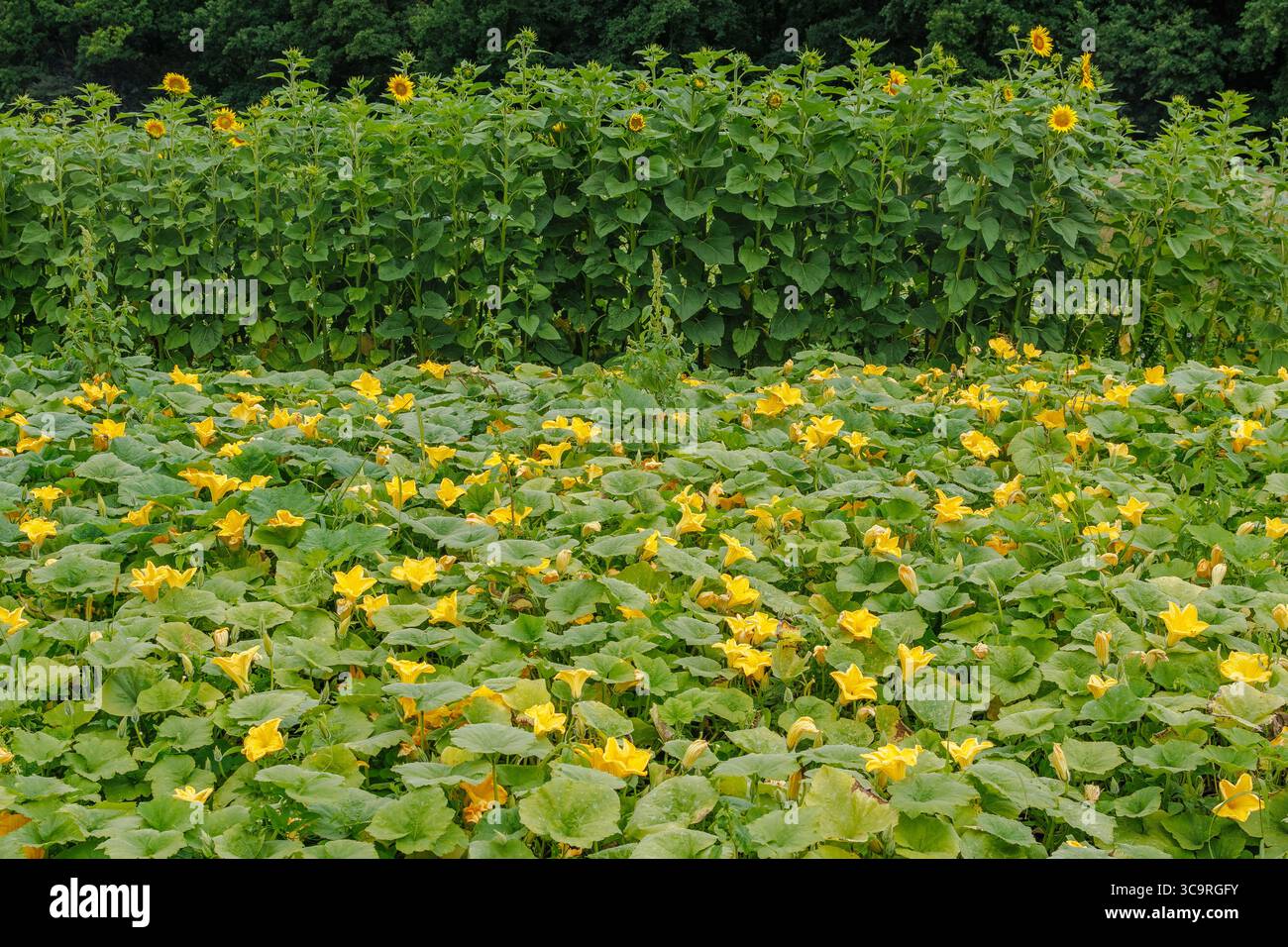 Vibrant squash blossoms bloom across a lush field, bordered by tall ...