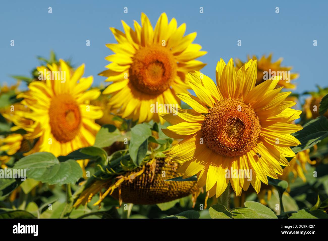 Bright yellow sunflowers captured in close detail under clear blue sky ...