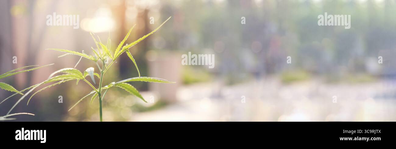 Banner Green Marijuana tree cannabis plant narcotic herbal in ...