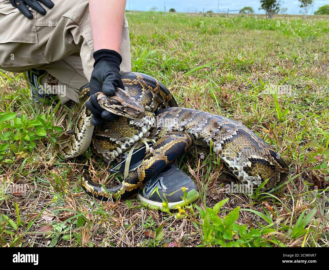 December 13, 2022: Burmese pythons are believed to have arrived in ...