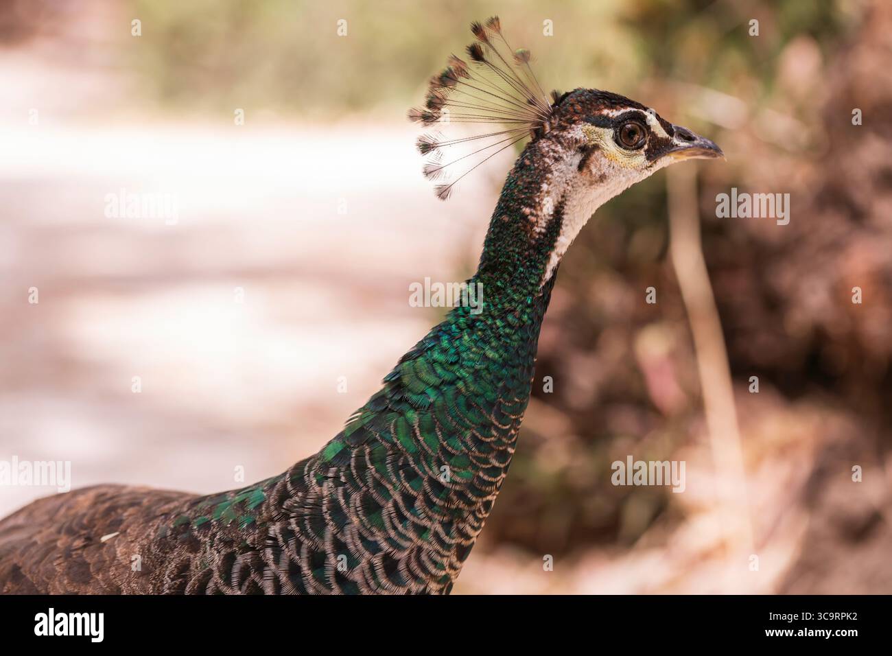 Close-up side profile of a peahen with feather detail and head crest ...