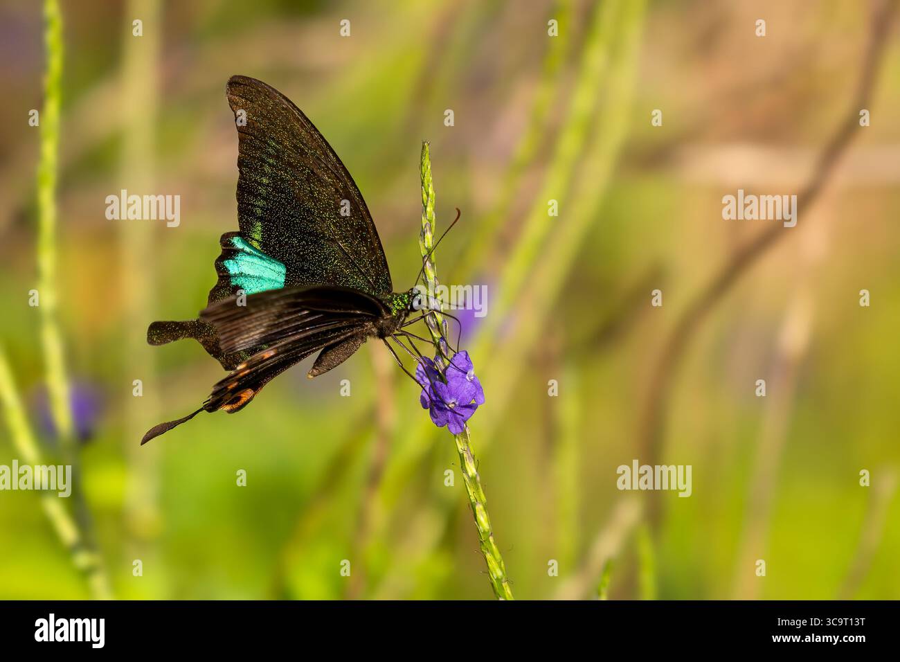 Paris peacock butterfly hi-res stock photography and images - Alamy
