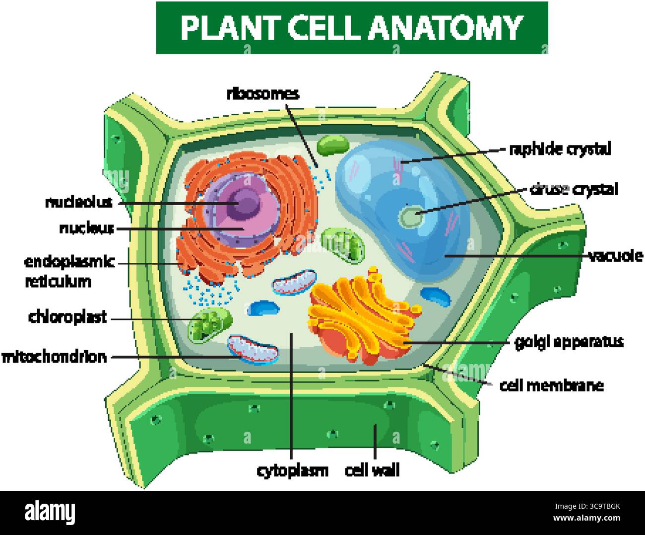 Vector illustration of plant cell anatomy with labeled organelles ...