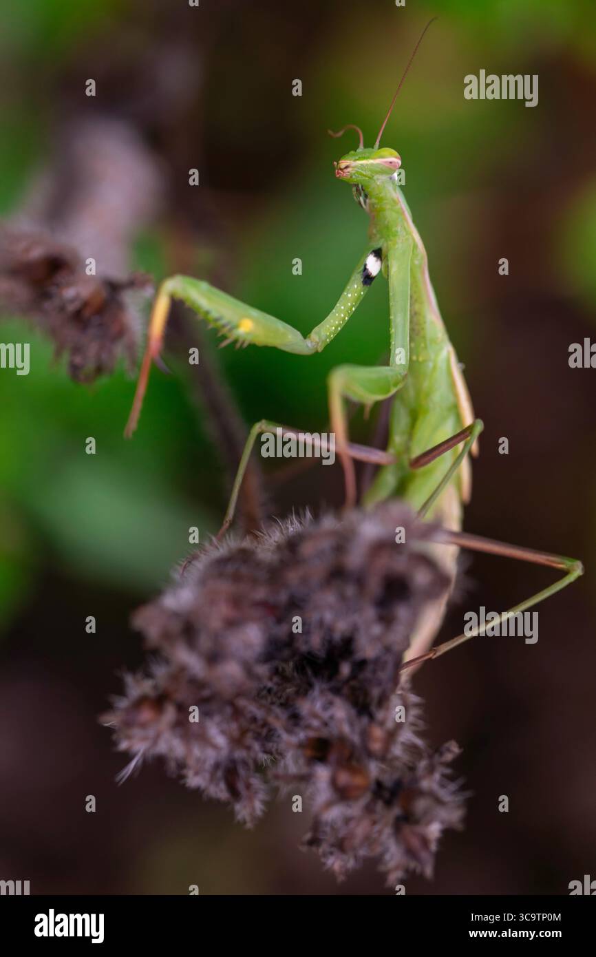Mantis anatomy macro hi-res stock photography and images - Alamy