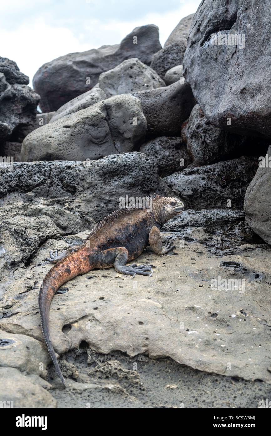 A marine iguana relaxes on the rocky shore of Playa Loberia on San ...