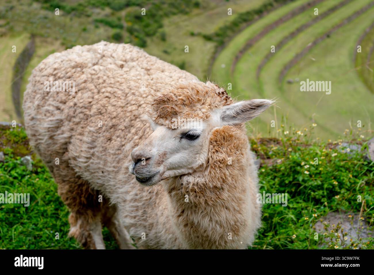 Llamas wander through the archaeological site of Pisac, Peru ...