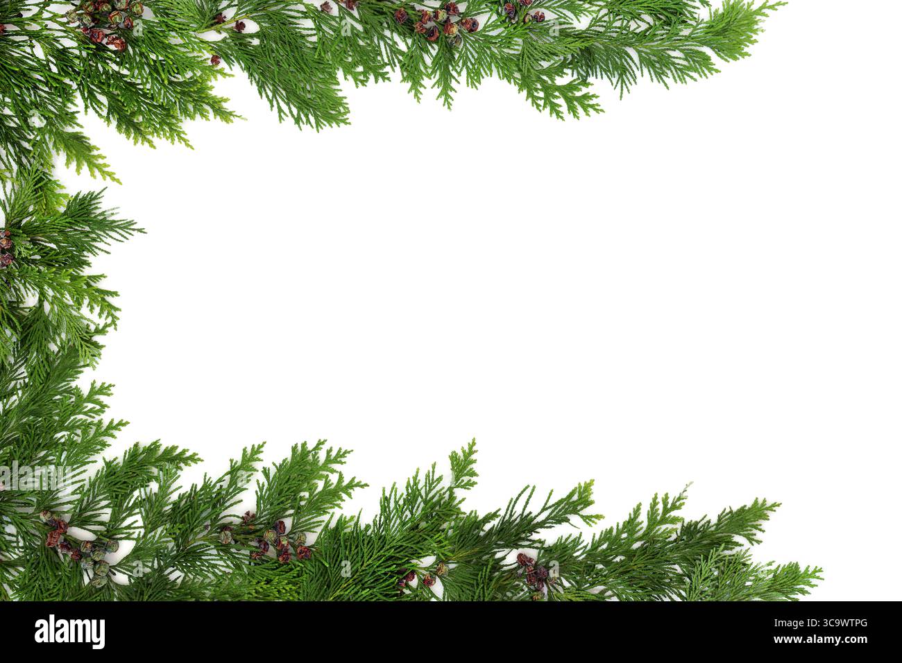 Winter cedar leaf christmas greenery background flora fauna frame ...