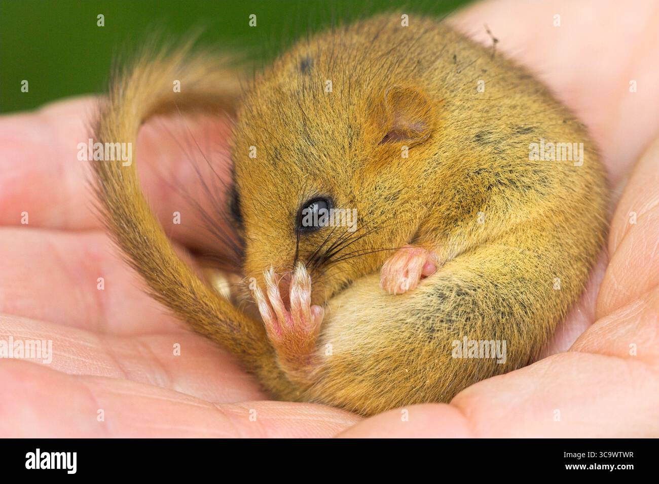 Hazel dormouse Muscardinus avellanarius in summer torpor, Dorset ...
