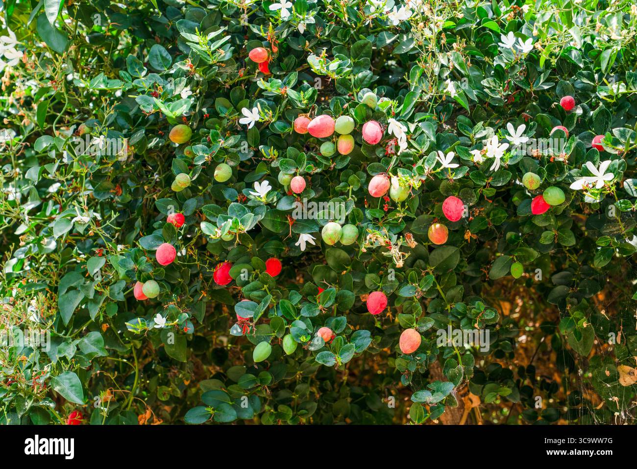 Carissa macrocarpa blooms with white flowers. Carissa macrocarpa, the ...