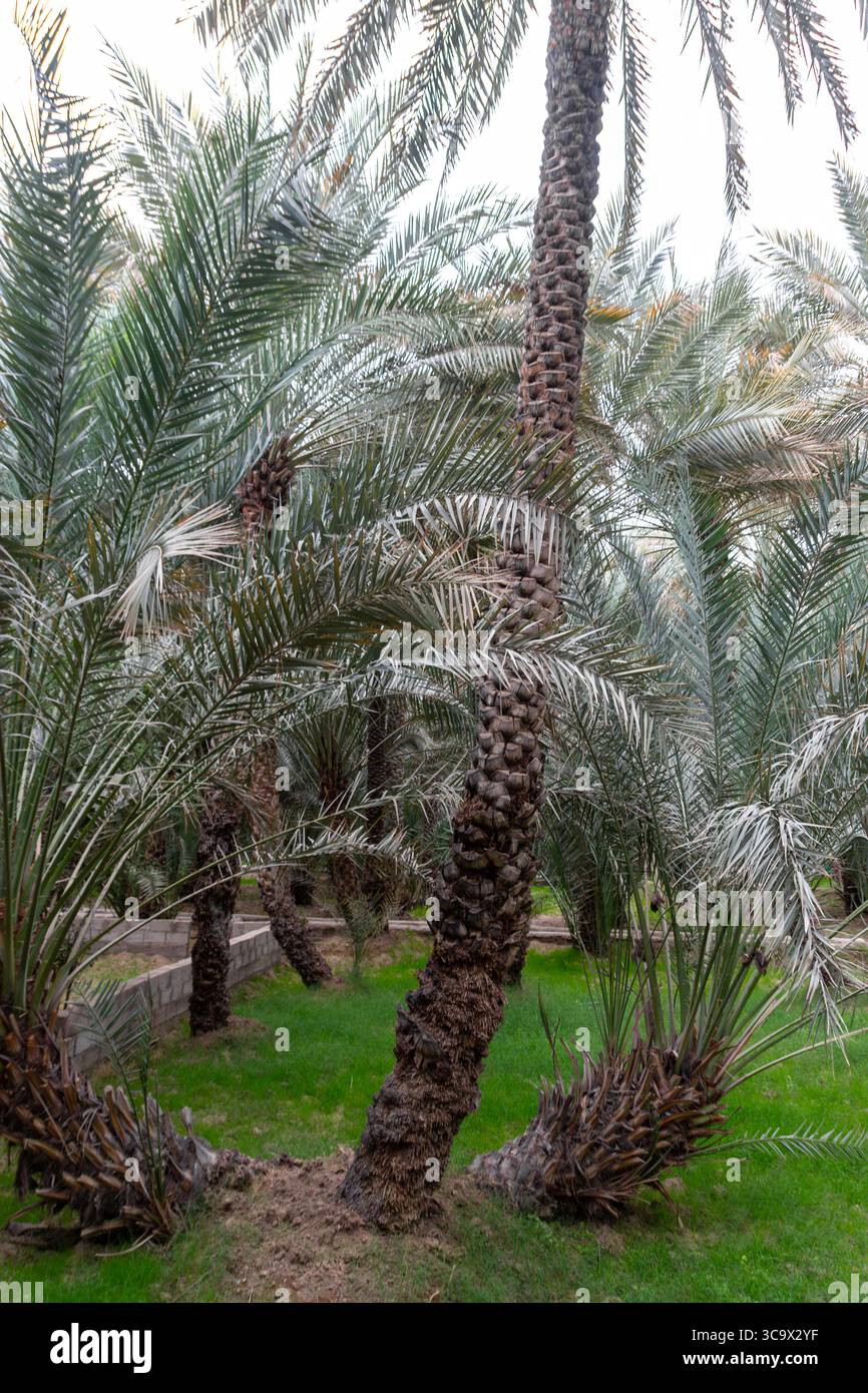 Dense Palm Tree Grove Scene Stock Photo - Alamy