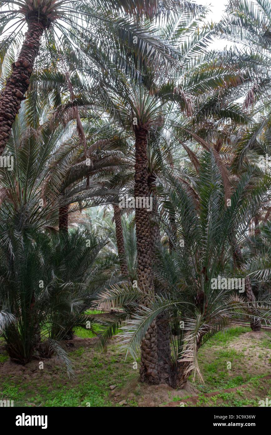 Lush grove of trees hi-res stock photography and images - Alamy