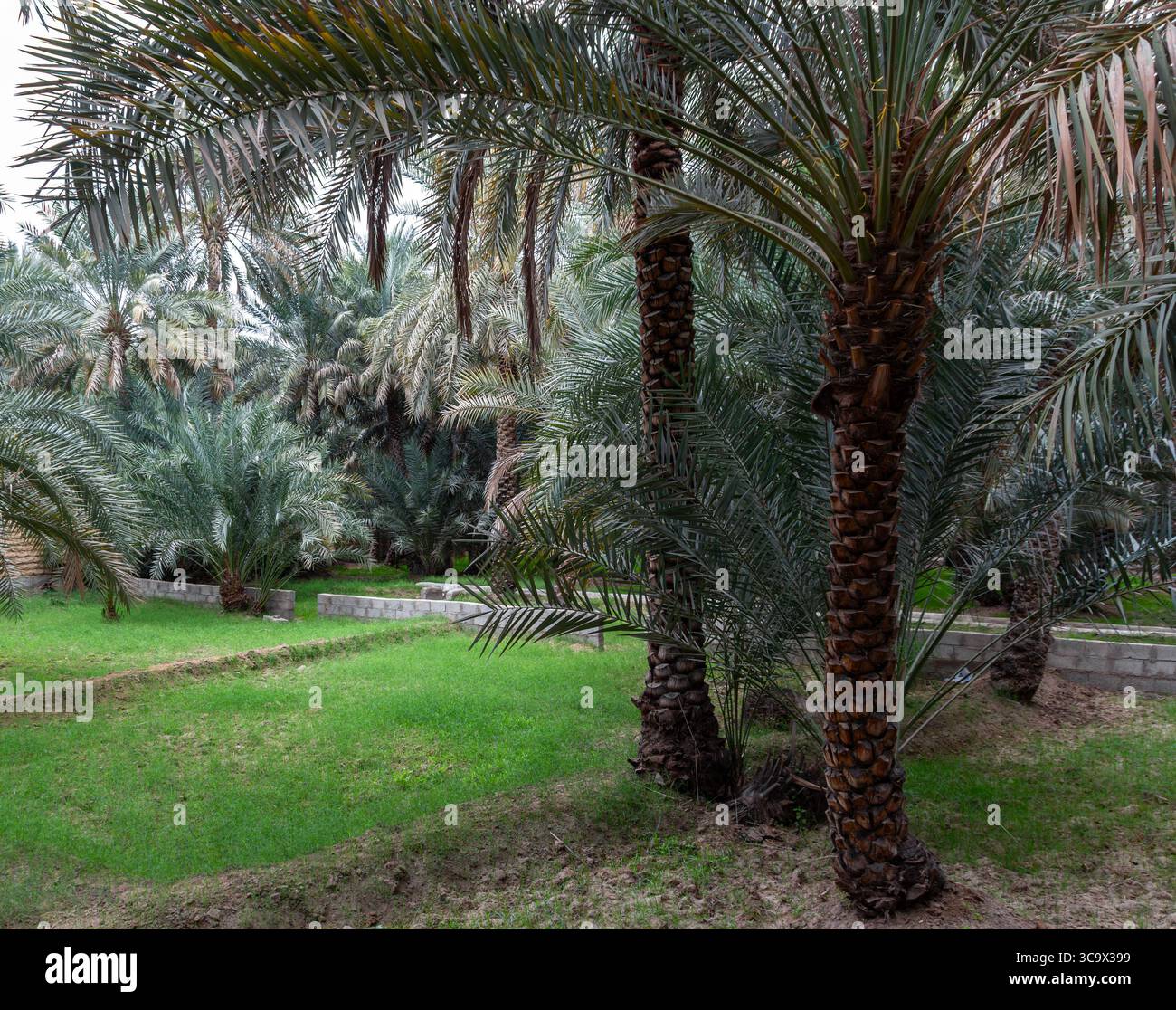 Dense Palm Tree Grove Scene Stock Photo - Alamy