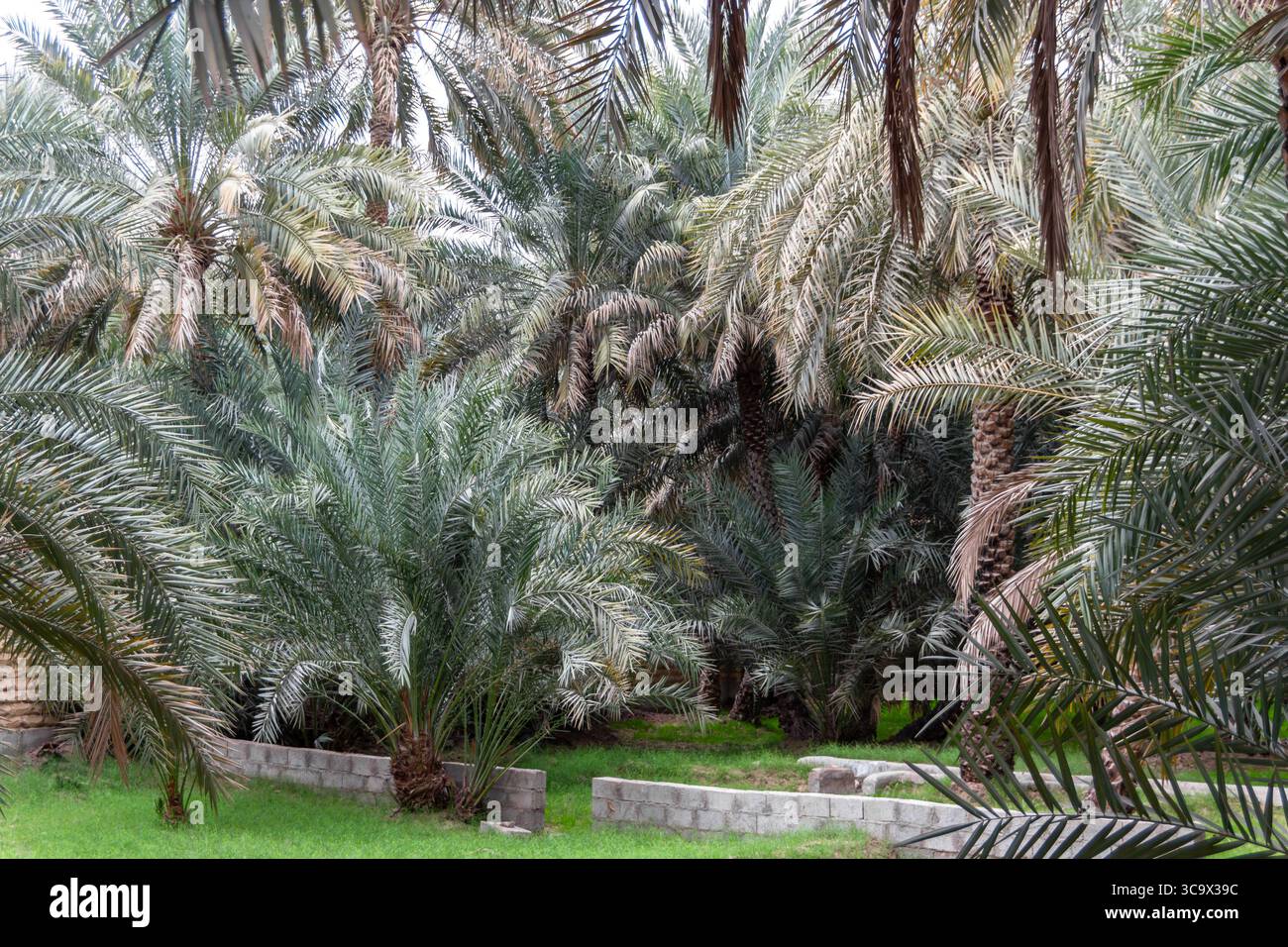Dense Palm Tree Grove Scene Stock Photo - Alamy