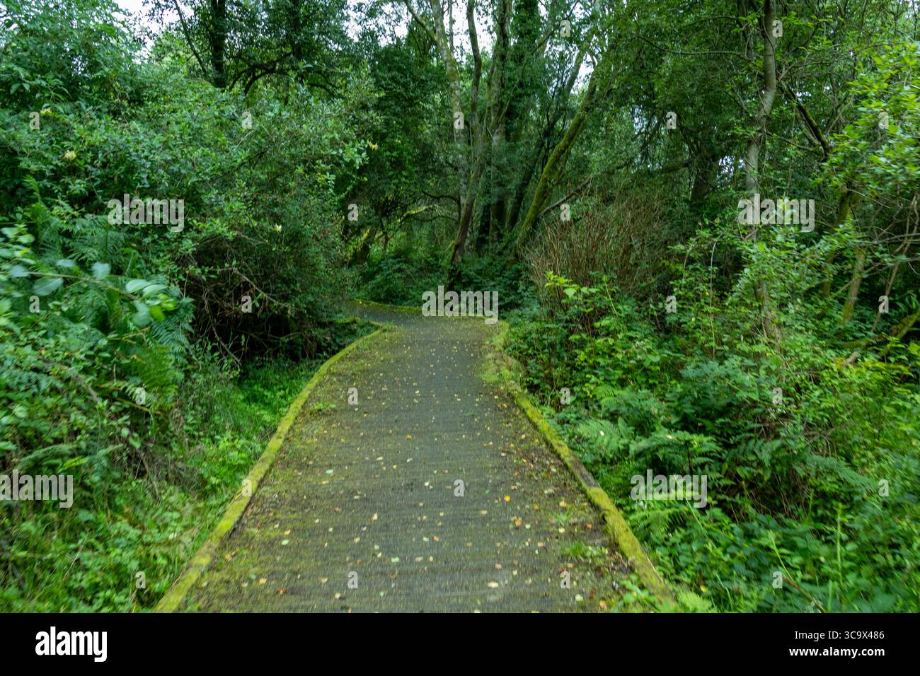 Green forest pathway surrounded by dense foliage, captured during a ...