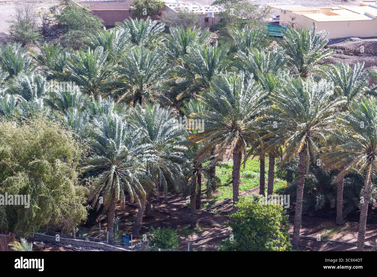 Intertwined Palm Trees