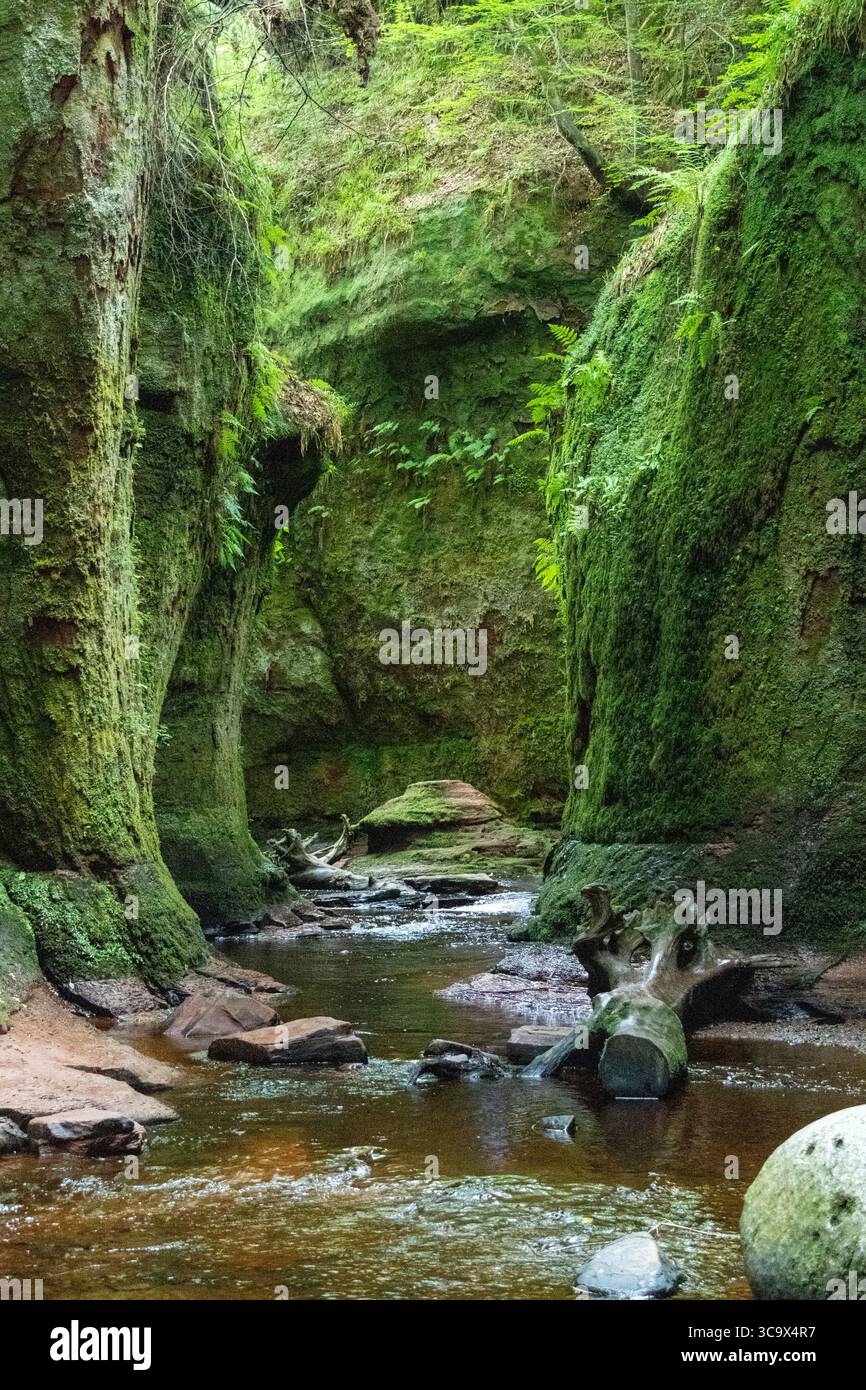 Moss-covered canyon with a shallow stream flowing through sandstone ...